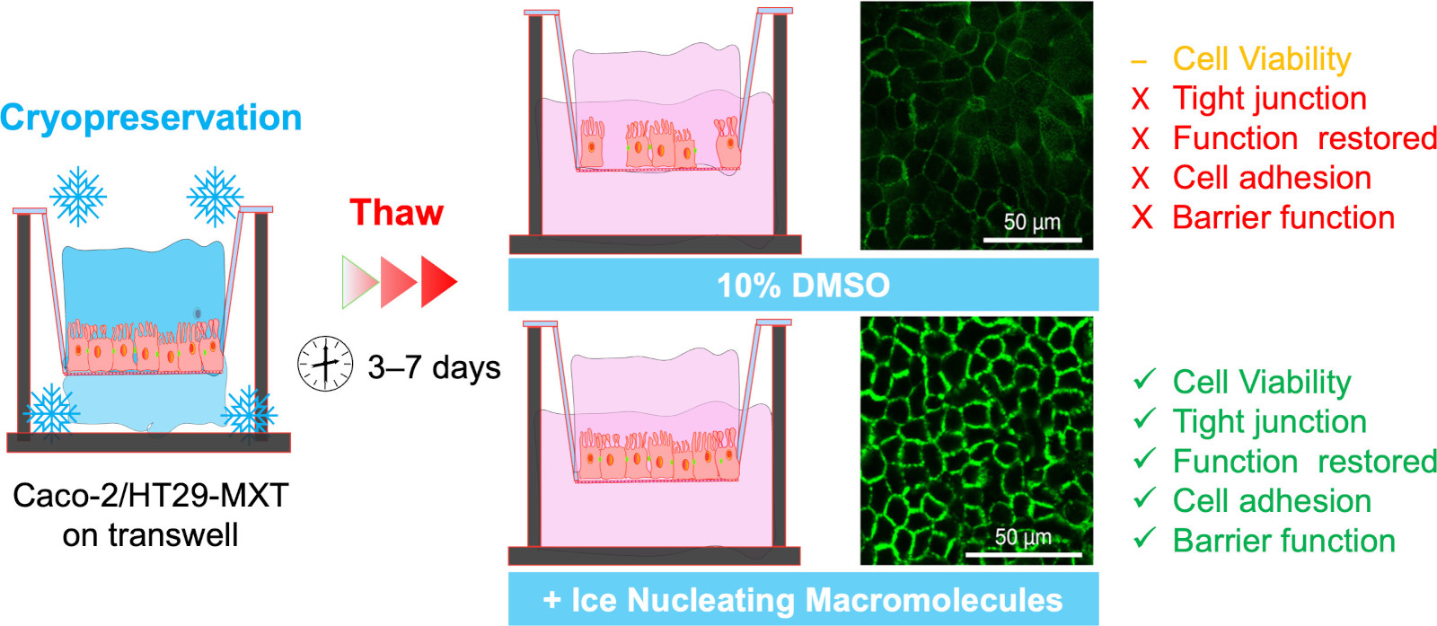 Publication of Transwell Monolayers published – Welcome to the GibsonGroup